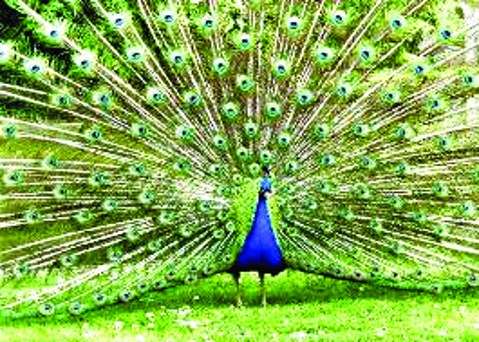 भूनकर खाया मोर का गोश्त, छोड़ गए पंख और हड्डियां