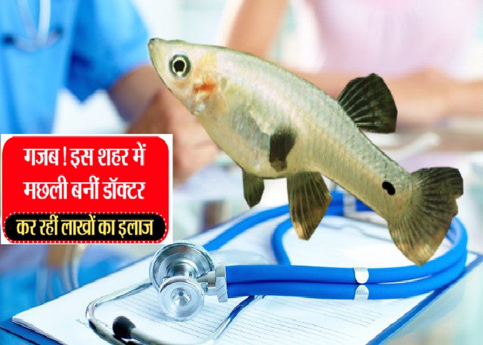 यहां मछली बनीं डॉक्टर, कर रहीं लाखों लोगों का इलाज, वीडियो के साथ जानिए ...