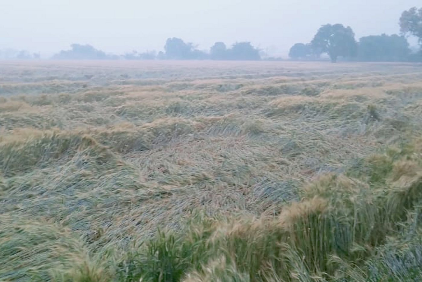 बारिश-ओलावृष्टि से गेहूं और चने की फसल को नुकसान | Rain and hail damage ...