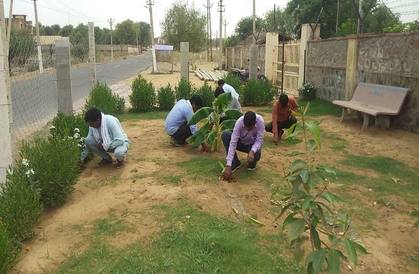 डिस्कॉम कार्यालय में पौधों की बहार | plantation in the Discom Office ...