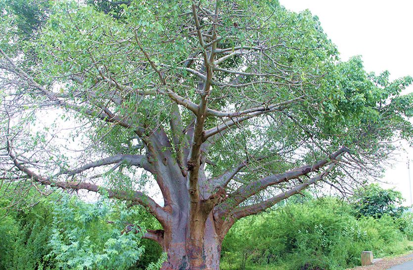 29 प्रजातियों के पेड़ काटना उत्तर प्रदेश में प्रतिबंधित, नहीं काट ...