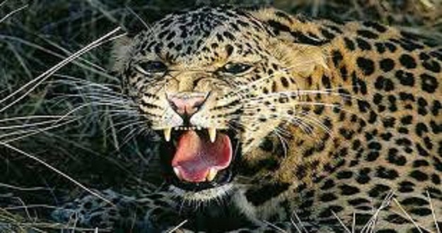 Video: UP के इस जिले में घूम रहा आदमखोर गुलदार, 7 को बनाया शिकार | Man ...