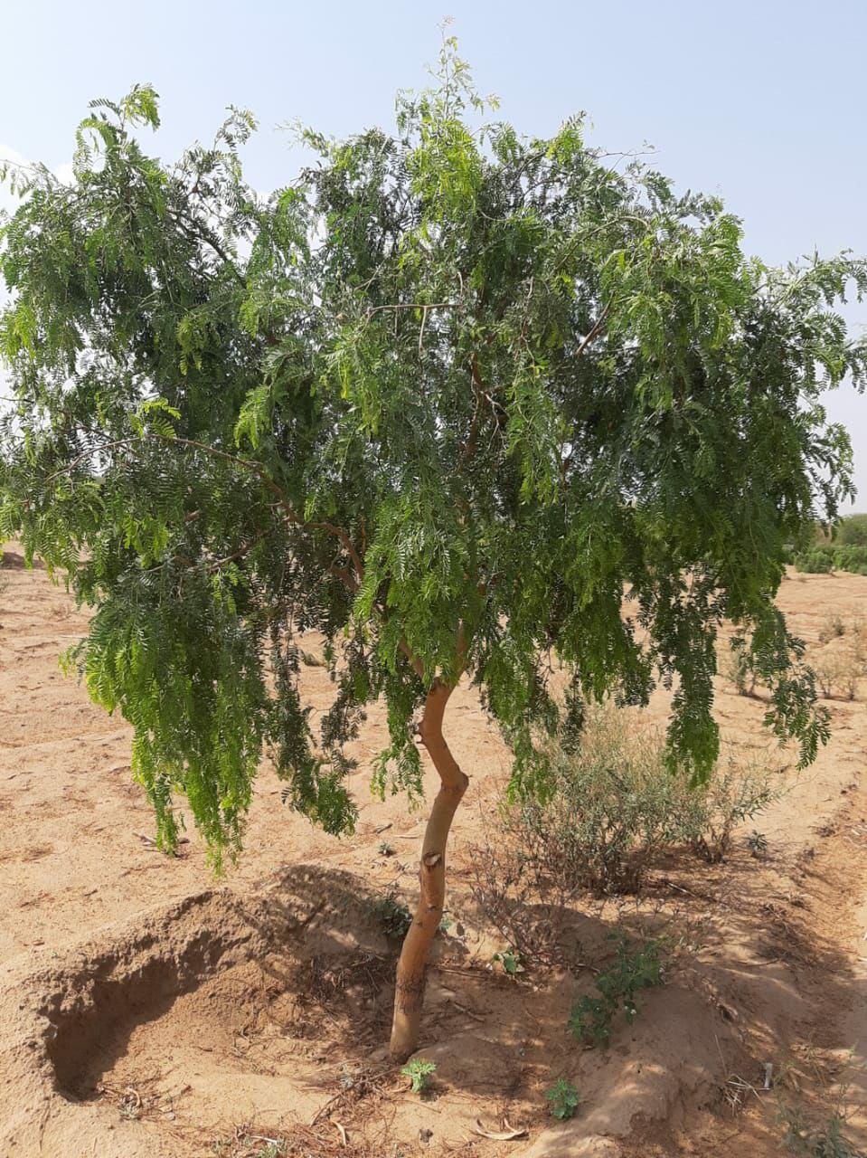 राज्य वृक्ष अब कांटे रहित, खेजड़ी की नई वैरायटी मिली, सांगरी भी ...