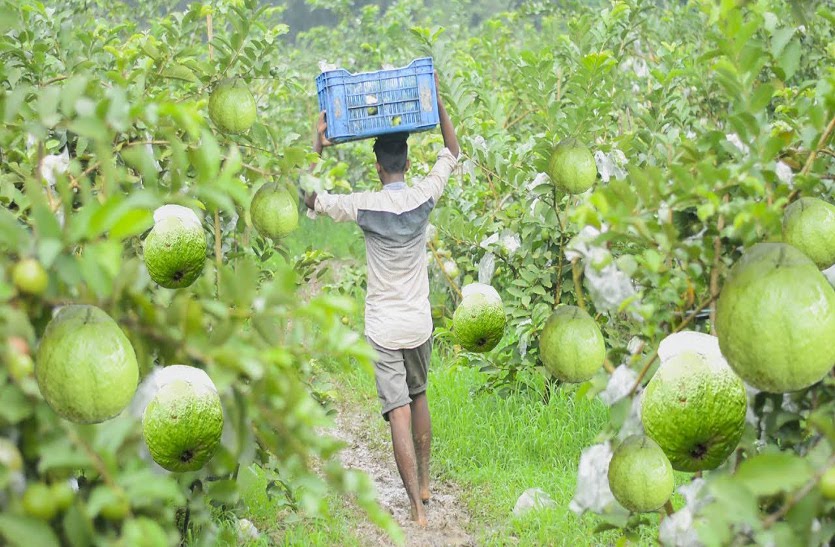 छत्तीसगढ़ में है एशिया का सबसे बड़ा आर्गेनिक खेती फॉर्म, यहां 181 एकड़ ...