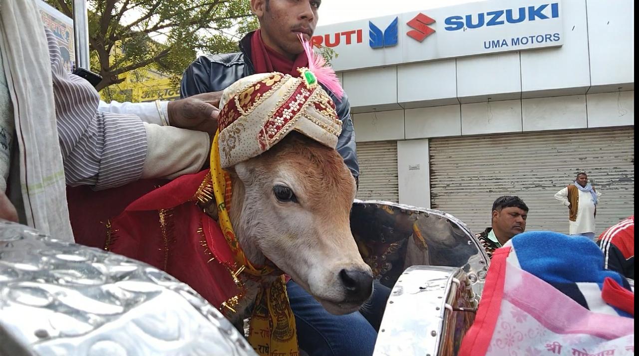 बग्गी में बैठ दुल्हनियाँ ब्याहाने निकला बछड़ा ,गानों की धुन पर जमकर ...
