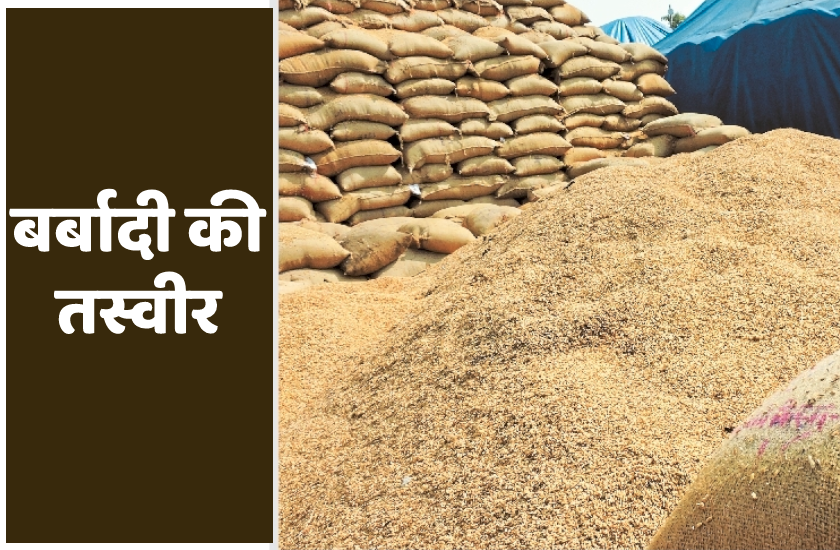धान की बर्बादी : भंडारण में बड़ी लापरवाही, गल गए बारदाने