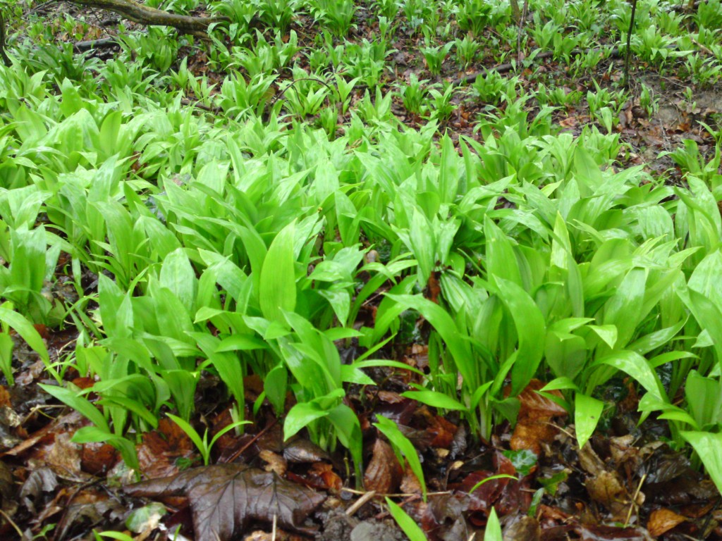 Wild Garlic Benefits: जंगली लहसुन के फायदे जानकर रह जाएंगे दंग