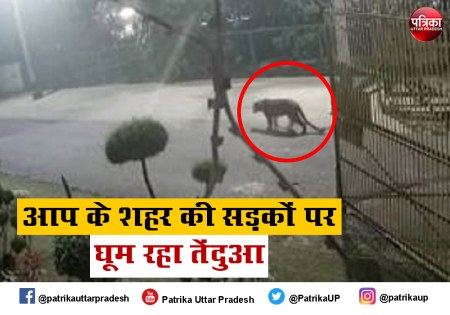 आप के शहर की सड़कों पर घूम रहा तेंदुआ, कई वीडियों वायरल, रहें सावधान ...