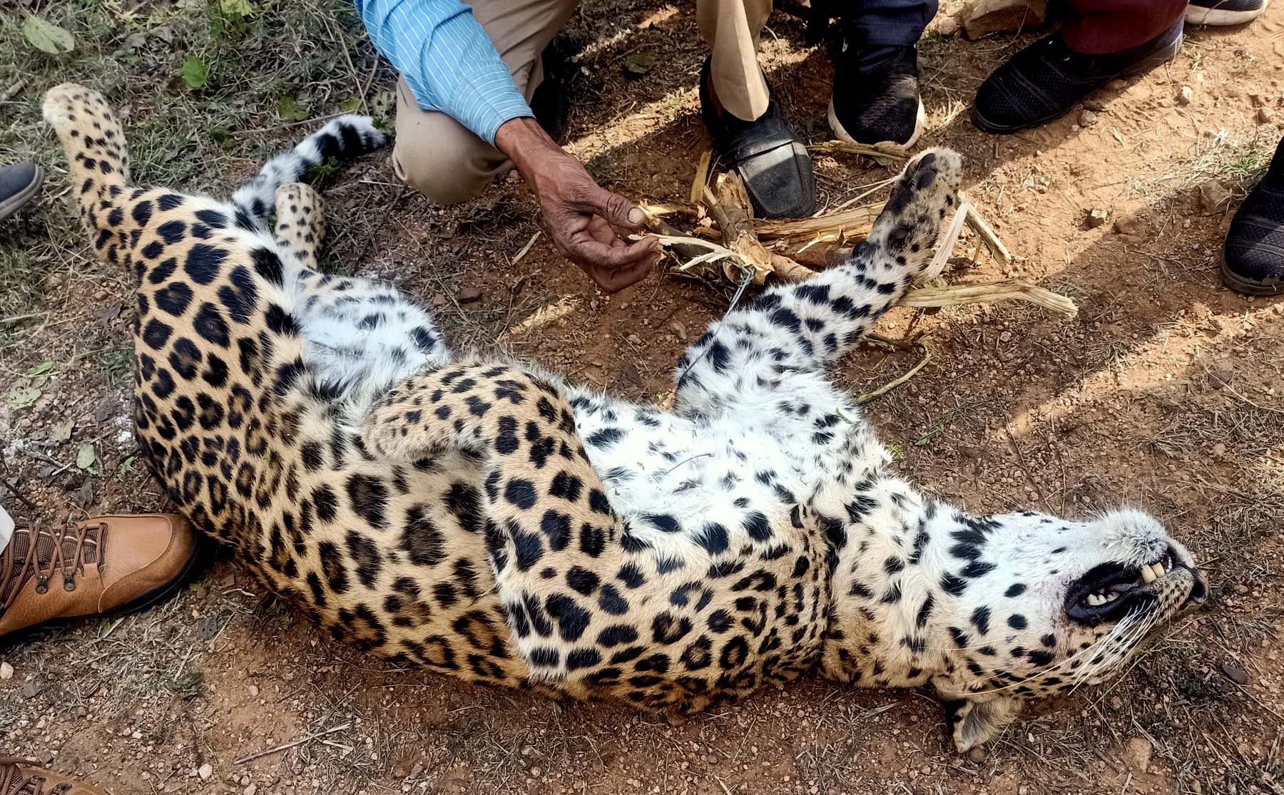Death of leopard बागड़ में क्लच वायर में फंसा तेंदुआ, तड़प-तड़पकर मौत ...