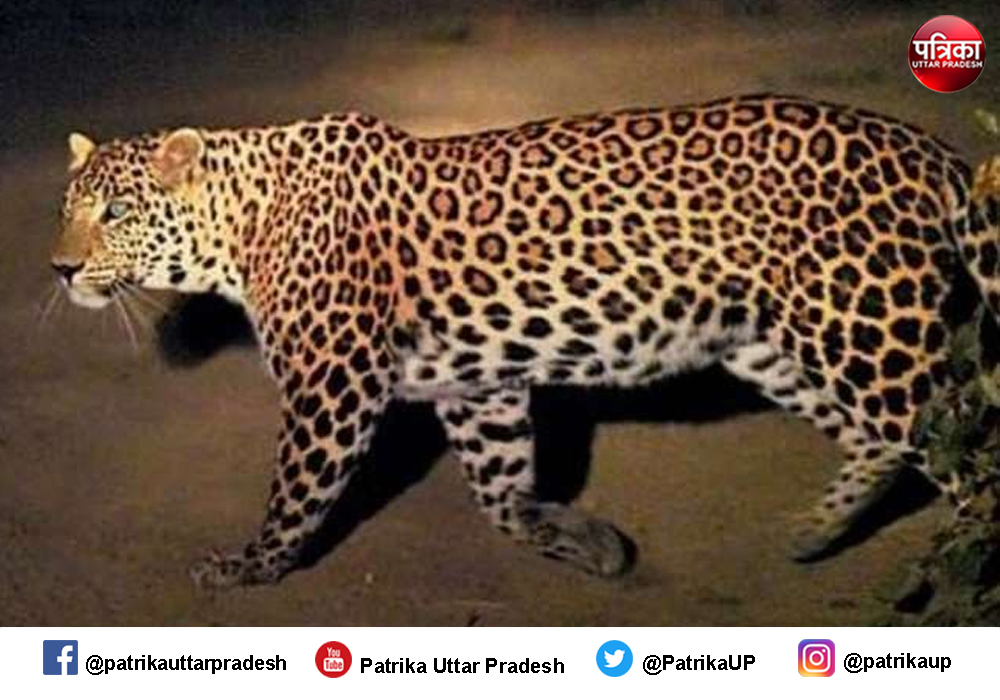 लखनऊ के तेंदुए का पता नहीं, बहराइच में तेंदुए ने बच्चे को बनाया शिकार ...