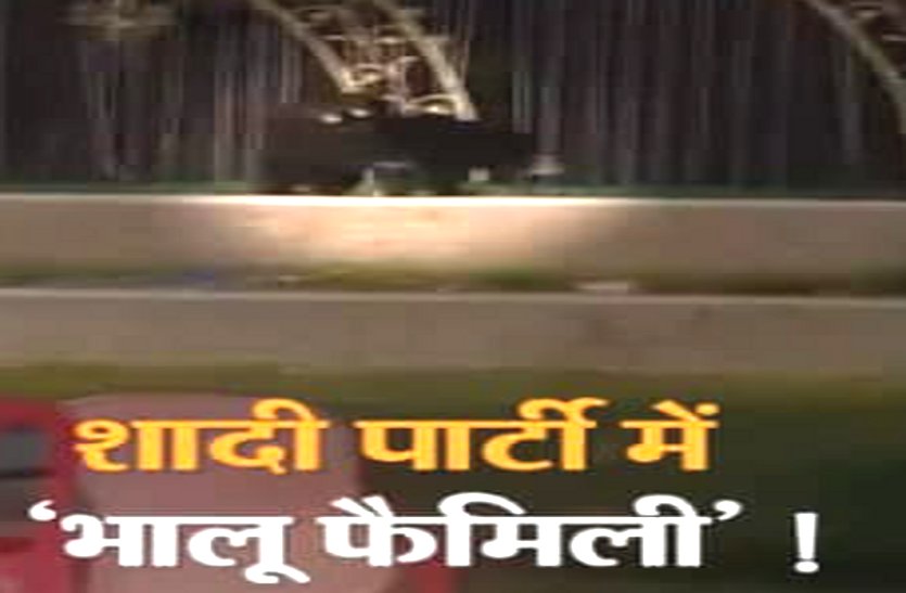 जब शादी की पार्टी में दो बच्चों को लेकर खाना खाने पहुंची मादा भालू ...