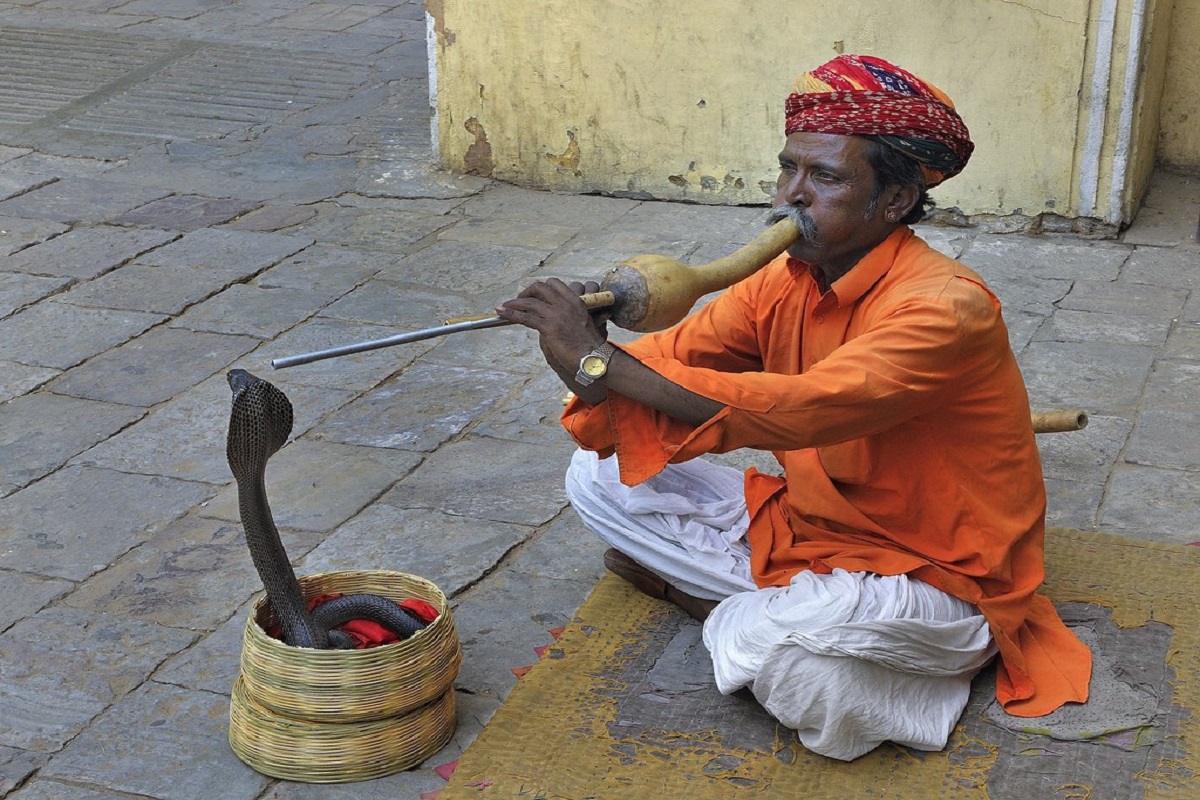 बीन की धुन सुनकर क्यों नाचते हैं सांप? जानें नागों का यह सच | Why Do ...