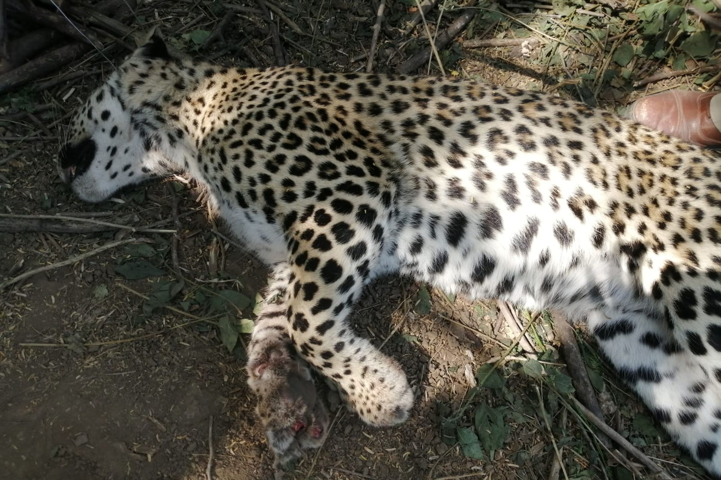 Panther Hunting : पैंथर के खींच कर निकाले यहां नाखून, मौत | Nails ...