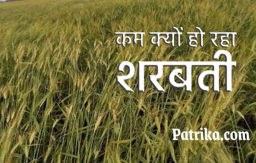 मांग और रेट ज्यादा फिर भी घट रहा शरबती का रकबा | sharbati wheat ...