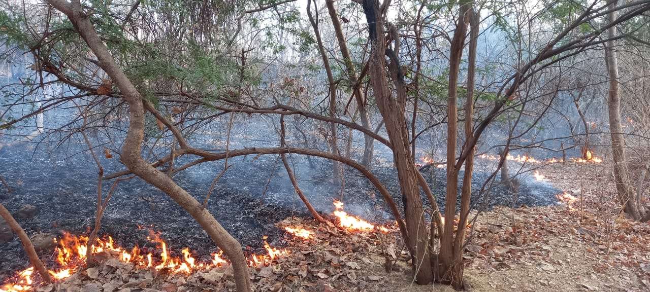 Photo : बांसवाड़ा के तीन जंगलों में धधकी आग, देखें तस्वीरें | Patrika News