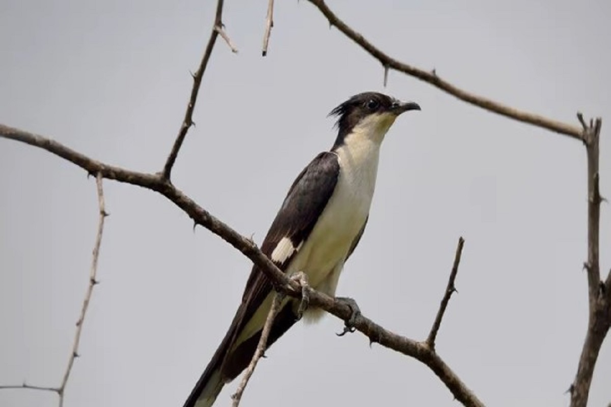 ये पक्षी प्यास से तड़पता है फिर भी नहीं पीता पानी, जानें क्यों | Jacobin Cuckoo, The Bird That ...