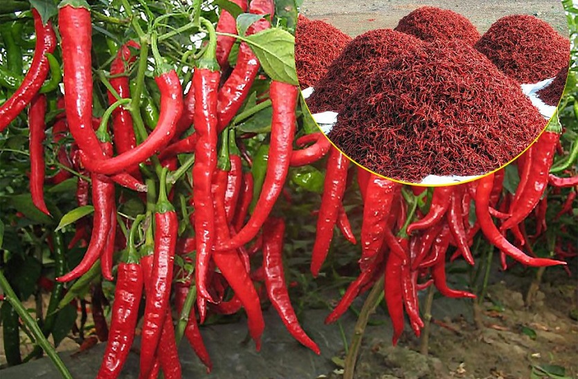 Red Chilli: मिर्च हुई लाल, पैदावार कमजोर, तेजी के आसार | Patrika News ...