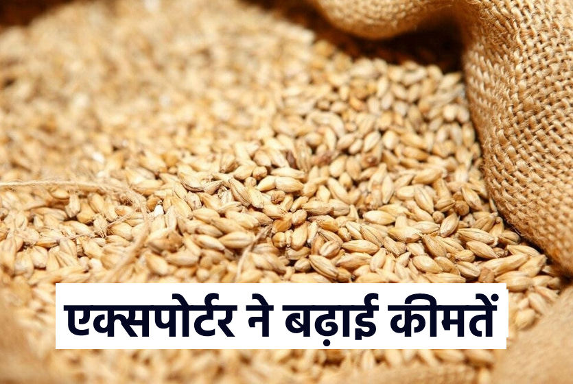 फिर बढ़े गेहूं के दाम, 2500 रुपये प्रति क्विंटल तक पहुंचे भाव, जानिए ...