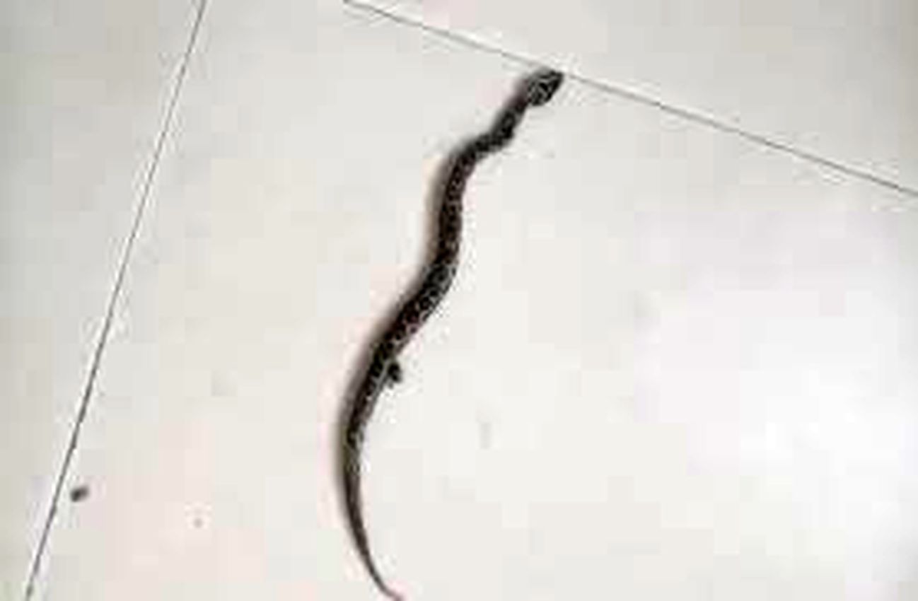 Snake in Hospital – अस्पताल के फिमेल वार्ड में घुस रहा था सांप, आखिर ...