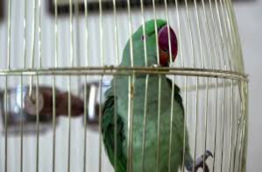 World Parrot Day Today- पालतू पक्षी के रूप में पिंजरे में कैद हैं तोते