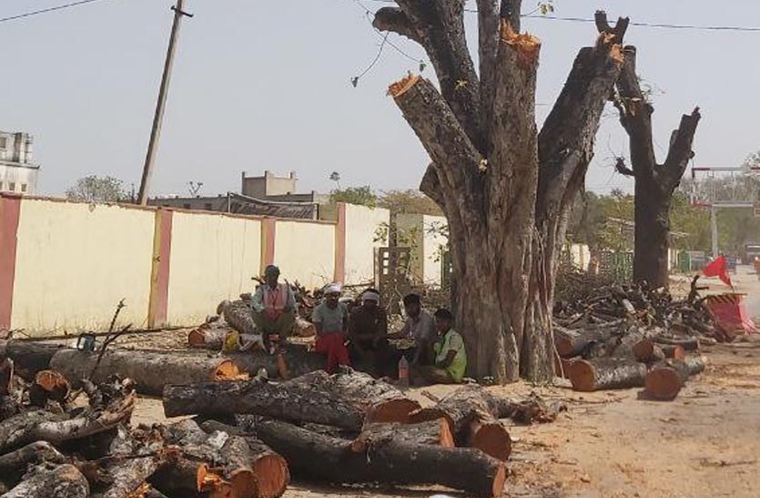 Special Report: विकास की भेंट चढ़ रहा धरती का श्रृंगार | Cut down old ...