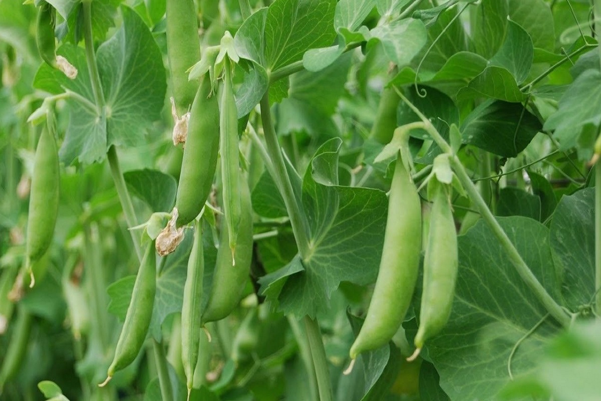 Pichka Green Peas: आवक घटने से ग्रीन मटर हुआ लाल