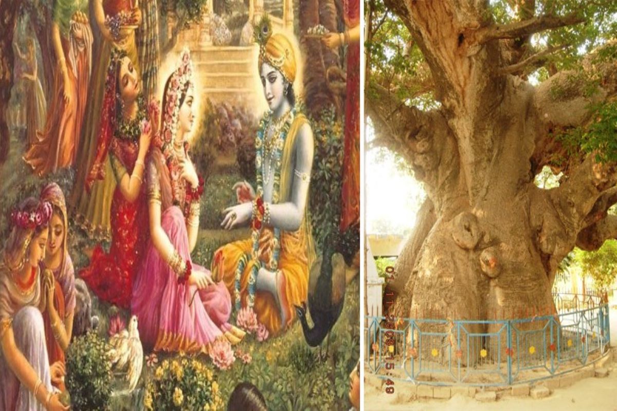 आज भी धरती पर मौजूद है भगवान कृष्ण का लगाया हुआ वो पेड़, जहां हर कामना ...