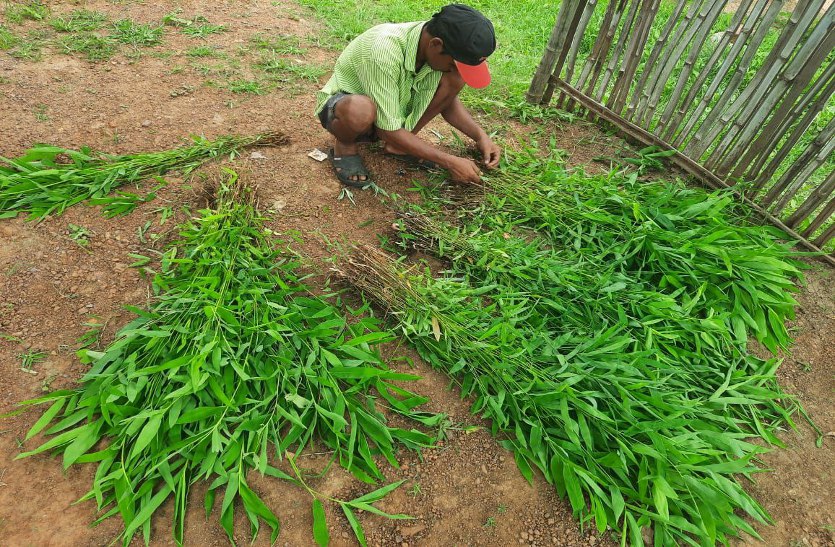बांस की खेती कर ऐसे बनें लखपति, रायुपर में है नर्सरी | Bamboo ...