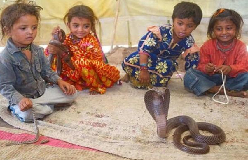भारत के अजीबोगरीब गांव, जहां सबसे जहरीले किंग कोबरा के साथ रहते लोग ...
