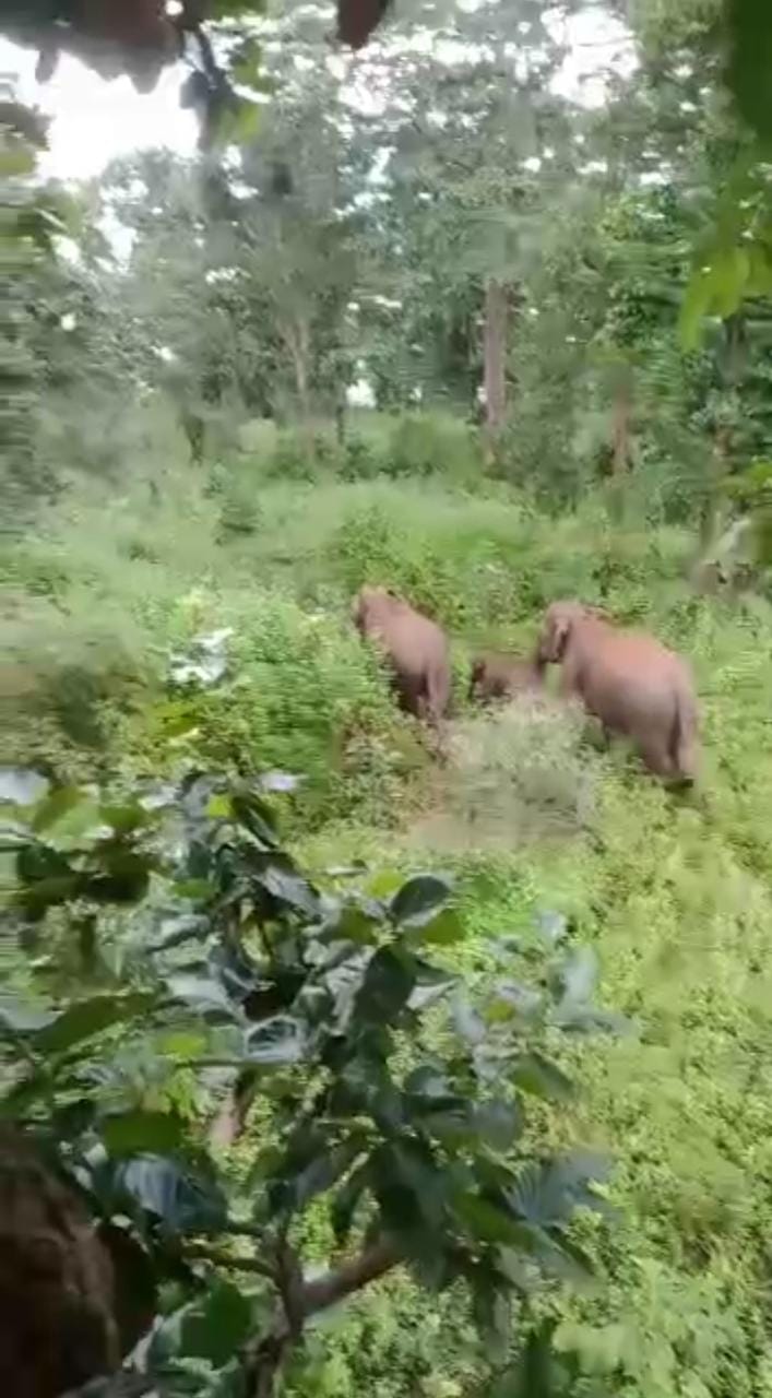 छत्तीसगढ़ के बॉर्डर समीप पहुंचा गजराज | Patrika News | हिन्दी न्यूज