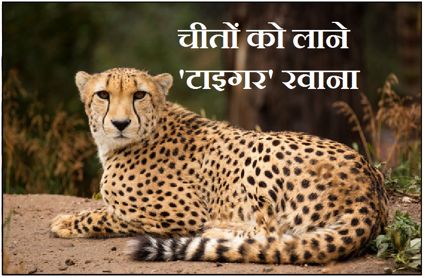 चीताें के आने की उलटी गिनती शुरू: सज-धज वाले विशेष विमान से आएंगे ...
