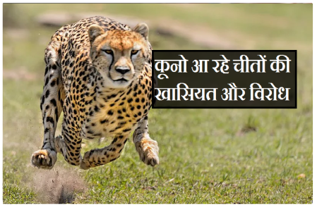 नामीबिया से आने वाले चीताें हैं बेहद खास जाने इनका राजा-महाराजाओं से ...