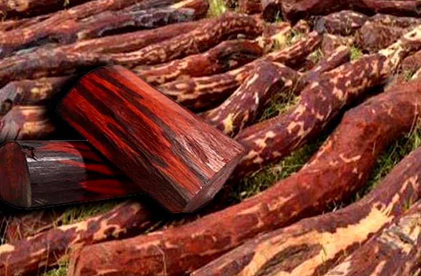 40 लाख की चंदन काटते धराए तस्कर, गोदाम में लगा था लकड़ी का अंबार ...