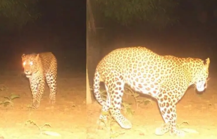 Gonda : जिलाधिकारी आवास के पास दिखा तेन्दुआ, तस्वीर सीसीटीवी कैमरे में ...