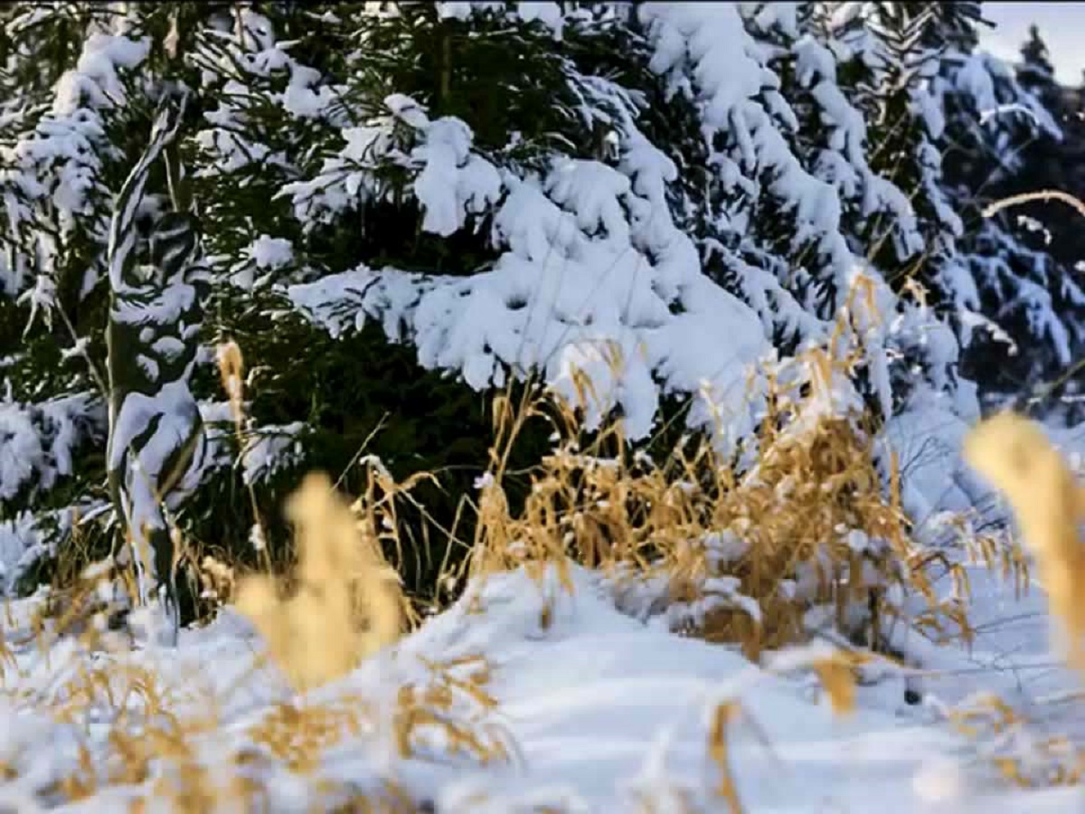 Optical Illusion: इस बर्फ भरे जंगल में छिपी है एक महिला, 17 सेकंड में ...