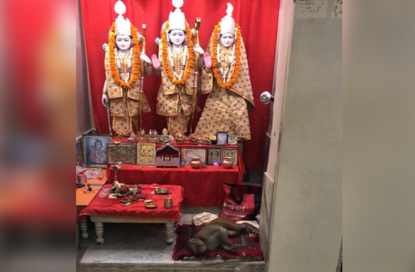 जयपुर का यह बंदर है रामजी का भक्त, मंदिर में लगाता परिक्रमा, देखें वीडियो | Patrika News