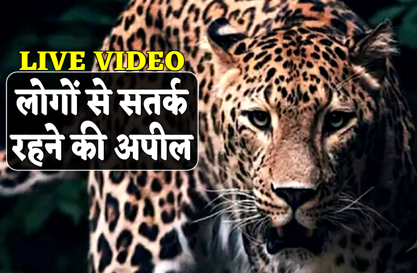 शहरी इलाके में दिखा तेंदुआ, लोग बनाने लगे वीडियो, फिर… | Patrika News ...