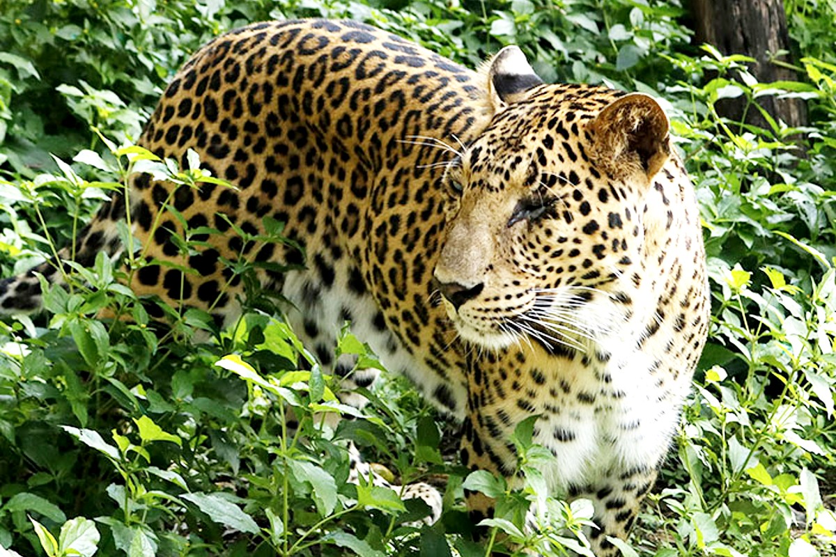 Mumbai: आरे कॉलोनी में कम नहीं हो रही तेंदुए की दहशत, अब 28 वर्षीय ...