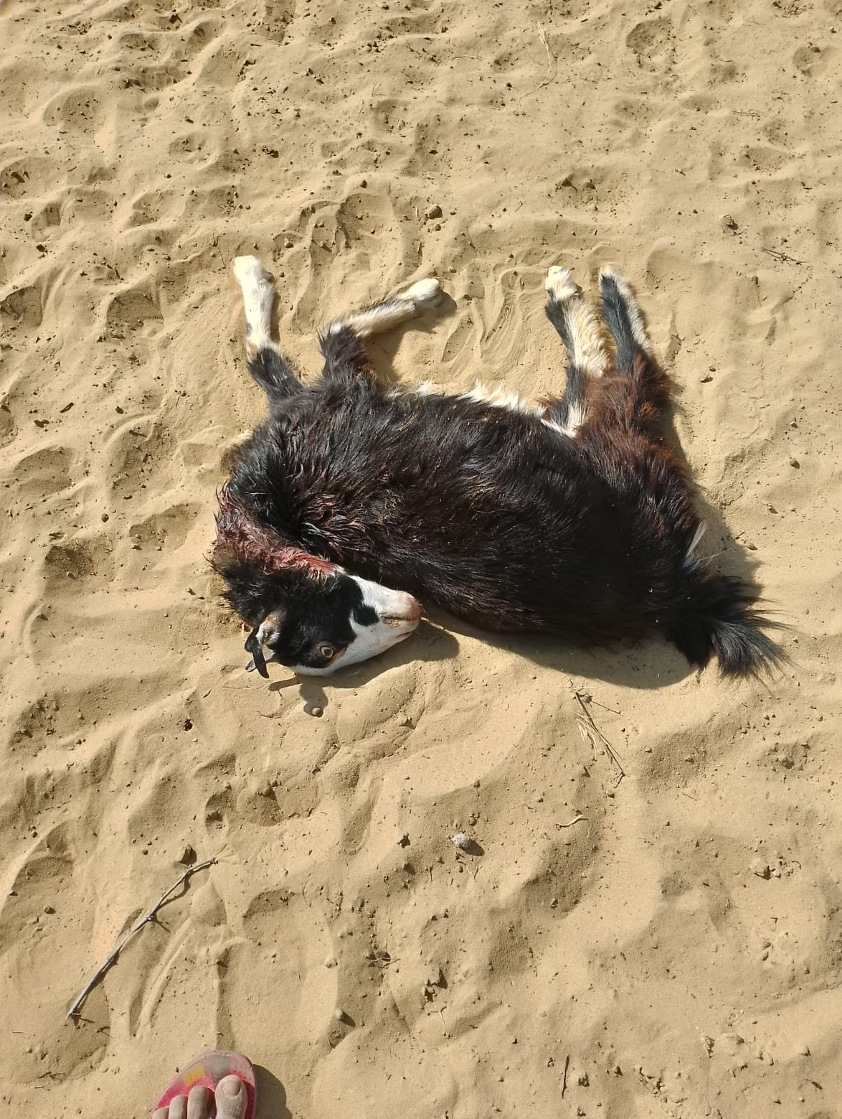 श्वानों के हमले में आधा दर्जन बकरियों की मौत | Half a dozen goats died ...