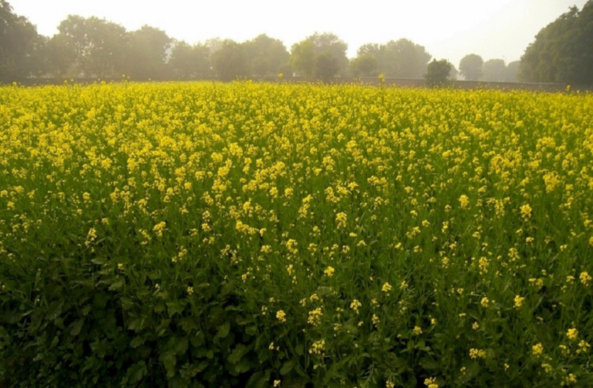 सरसों में सफेद रोली रोग से किसान चिंतित, तहसीलदार को सौंपा ज्ञापन ...