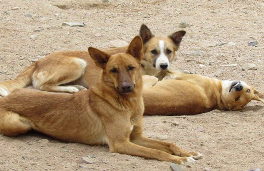 बेजुबानों का ऐसा हाल: नसबंदी की मार्किंग के लिए नियमों को ताक पर रख कर ...