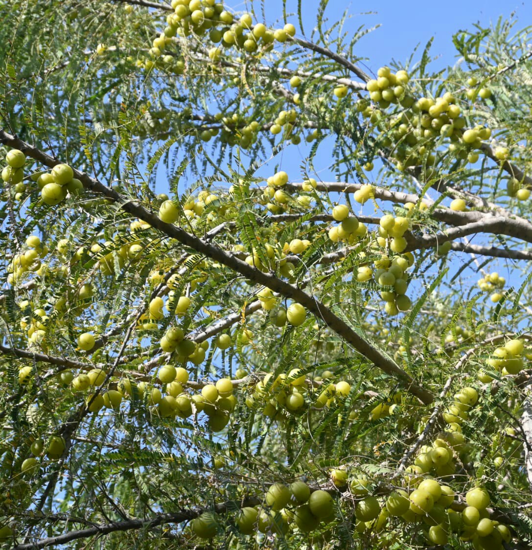 आंवला के पौधों पर छाई बहार… | amla farming | Patrika News