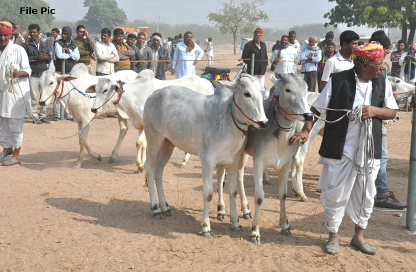 नागौर में फिर भरेगा विश्व विख्यात पशु मेला, उससे पहले सांसद से लेकर ...