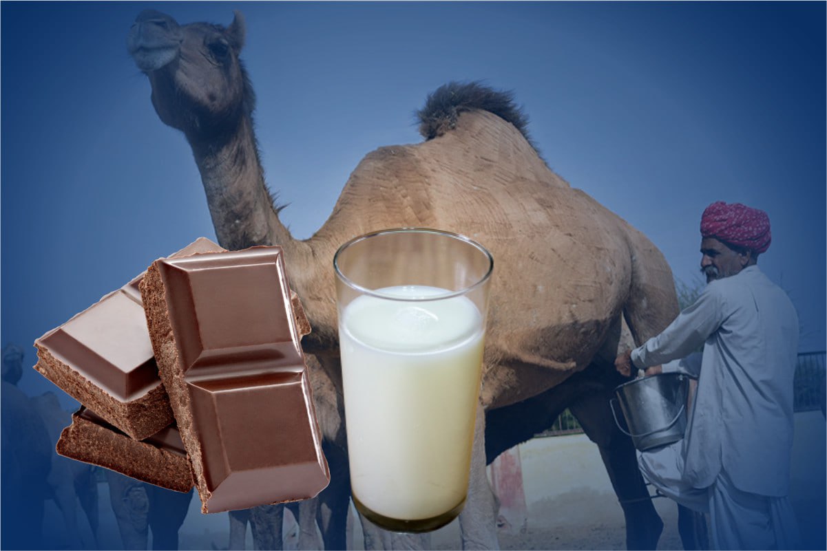 अब खाइए औषधीय गुण वाले ऊंटनी के दूध का चाकलेट और ओढ़िए कंबल | Now eat ...
