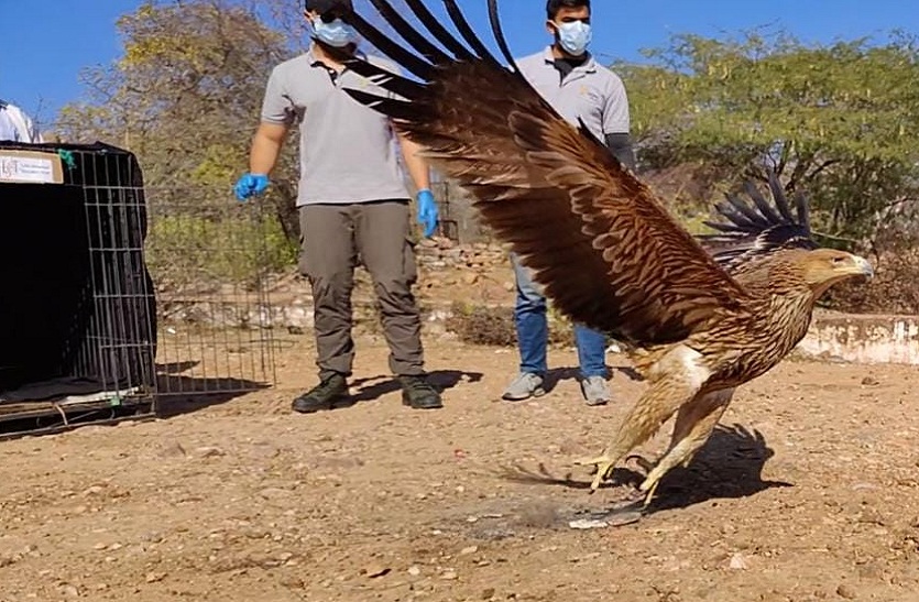 ईम्पीरियल ईगल को मिला घर, मांझे की डोर से हुआ था घायल | Imperial Eagle# ...