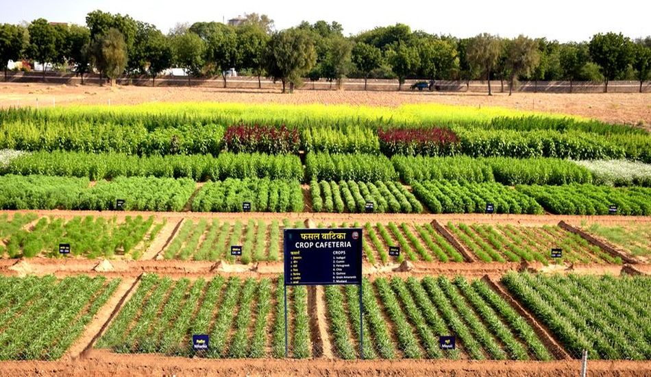CAZRI CROP CAFETERIA: एक ही जगह 6 फसलों की 50 से ज्यादा वैरायटी ...