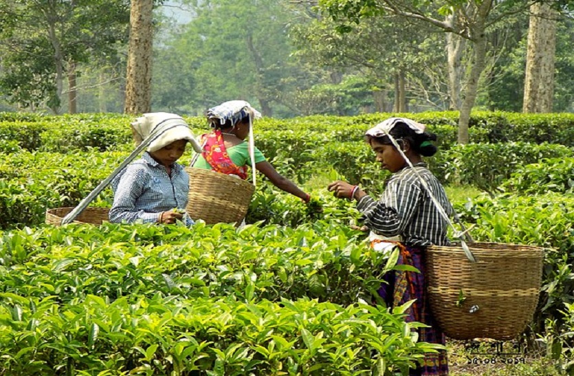 इंडोंग टी कंपनी का इश्यू 13 फरवरी तक | Indong Tea Company's issue till ...