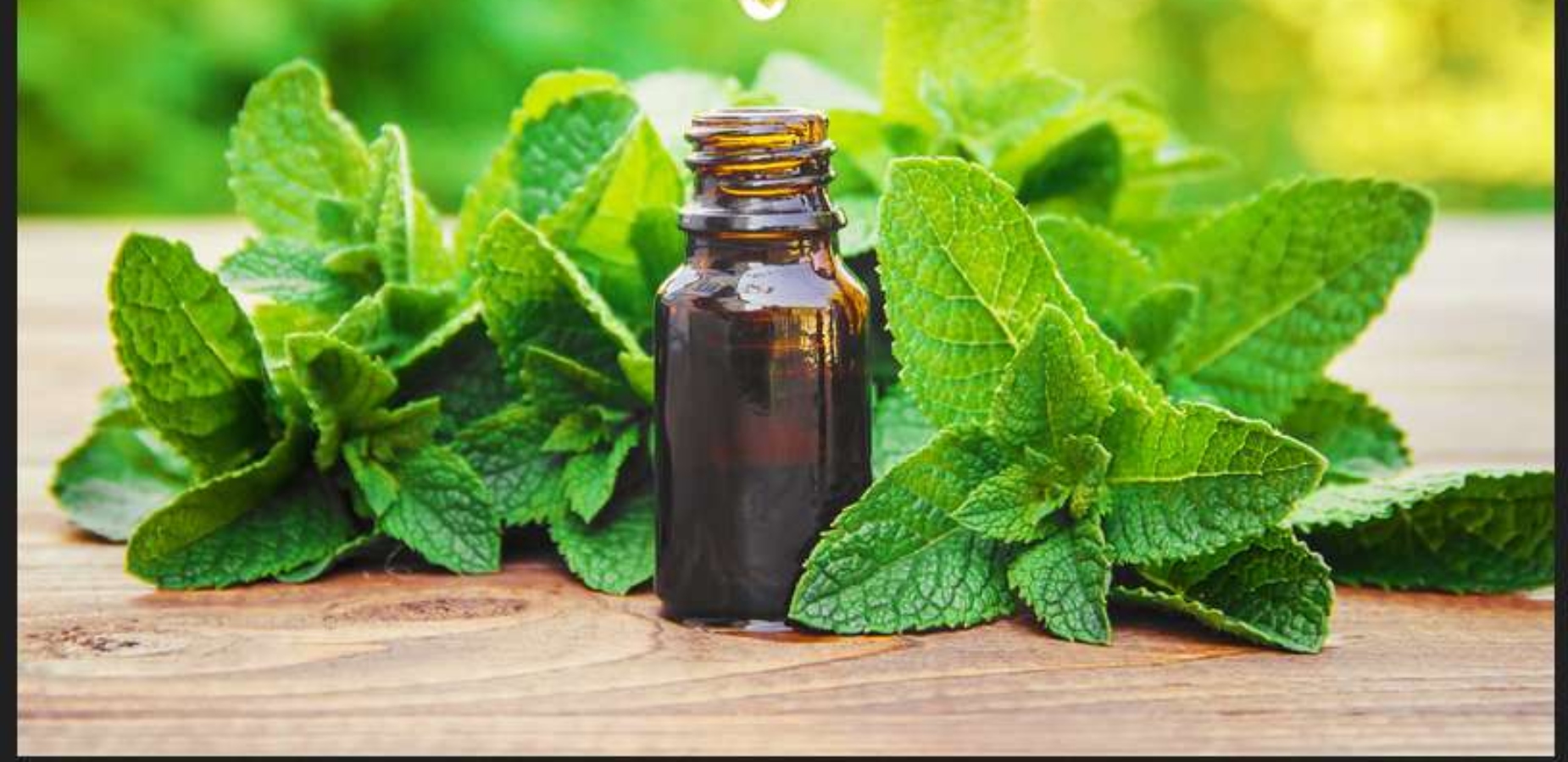 Mentha Oil Rate Mentha Oil Price Today: मेंथा ऑयल के दाम में आज फिर ...