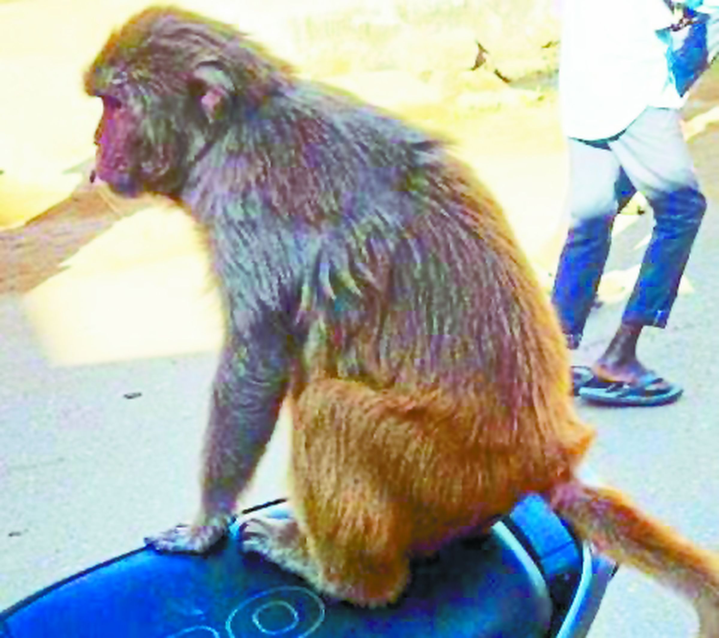Monkey Terror News : बंदर के आतंक से ग्रामीण परेशान, अब तक स्कूली ...