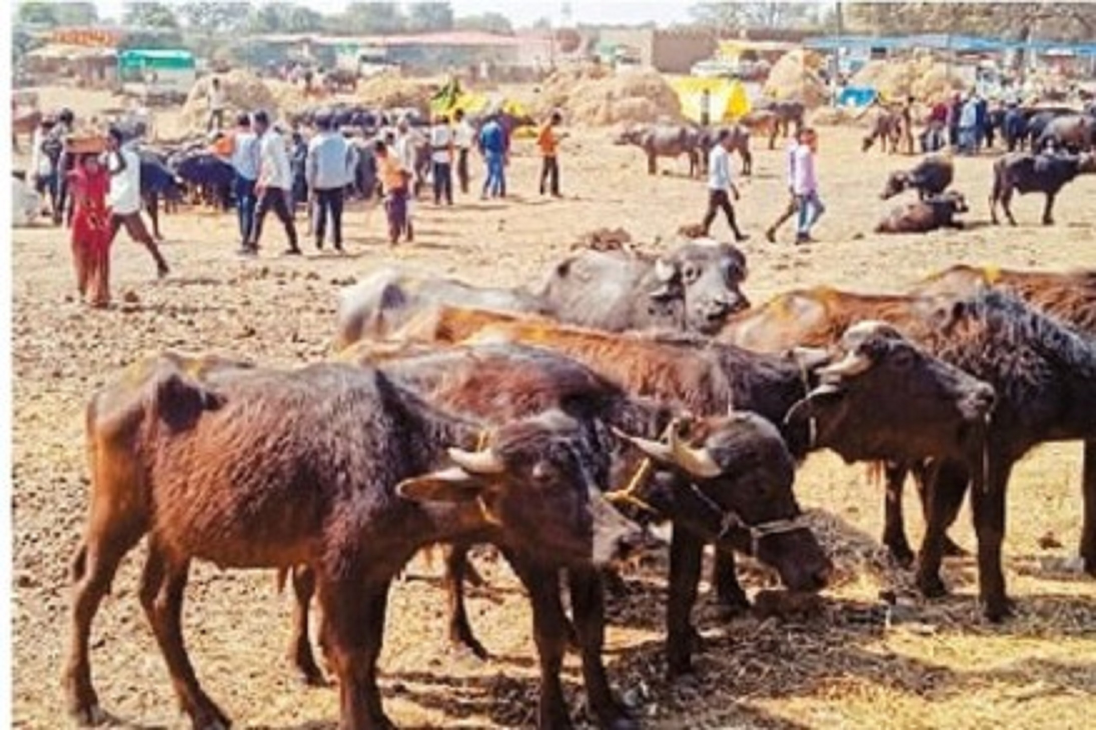 मवेशियों के लिए छांव व चारा-पानी की व्यवस्था नहीं | There is no ...